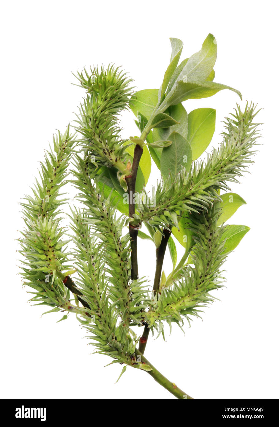 Spring April twigs with flowering buds of wild Ash tree. Isolated on ...