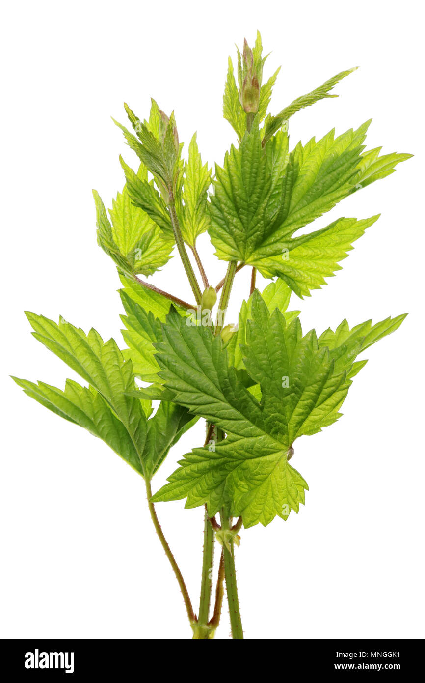 Liana plant hi-res stock photography and images - Alamy