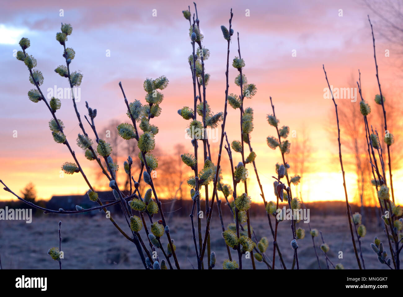 Early spring growth willow tree hi-res stock photography and images - Alamy