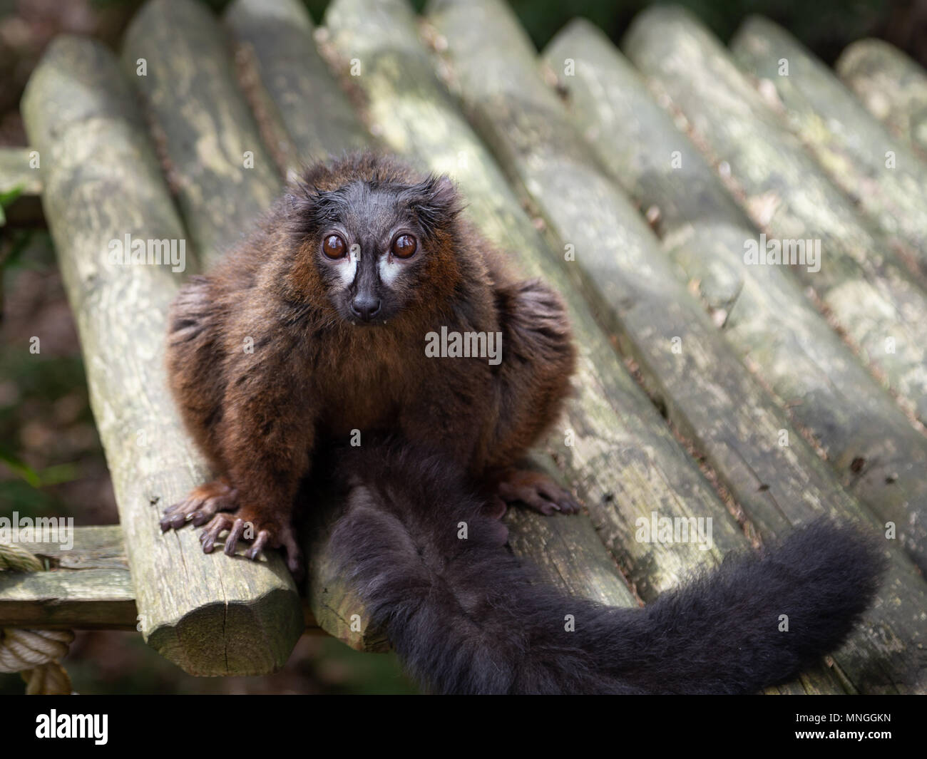 Cute little brown monkey Stock Photo - Alamy