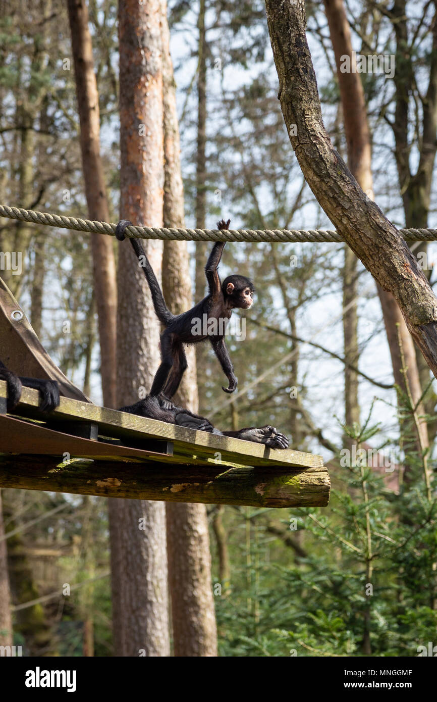 Playing with the monkey hi-res stock photography and images - Alamy