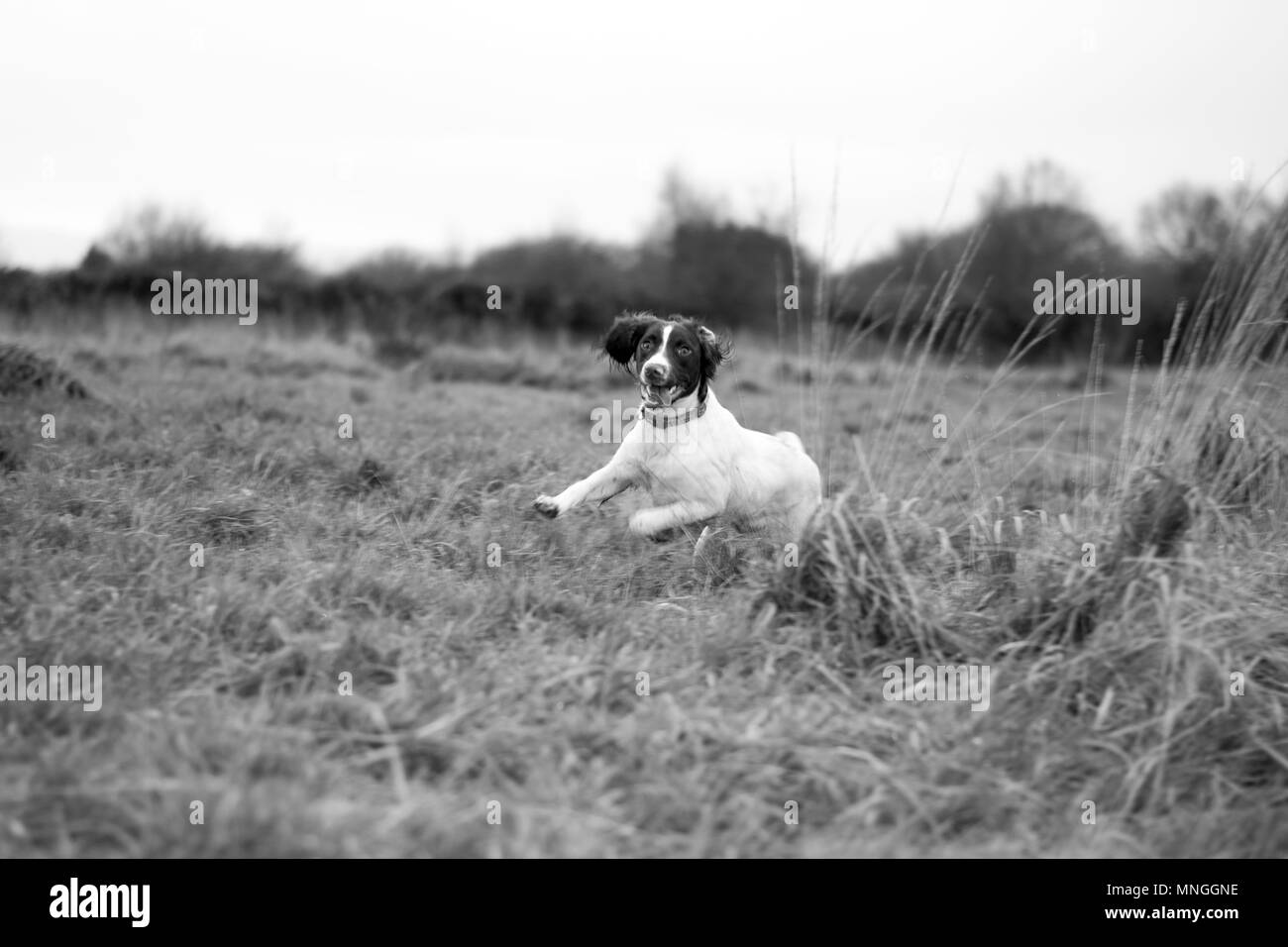 Run through the field Black and White Stock Photos & Images - Alamy