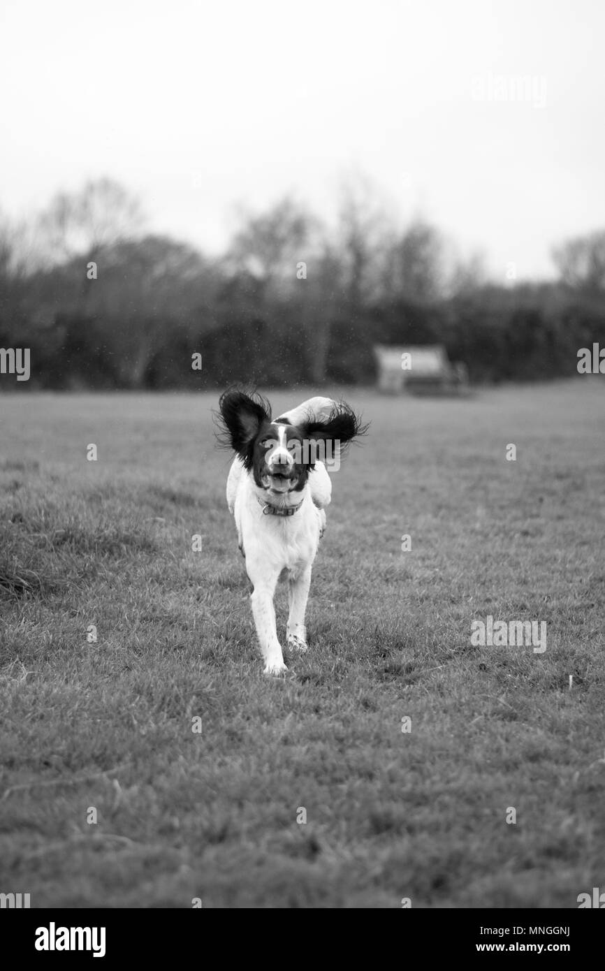 Dog running through a field Stock Photo - Alamy