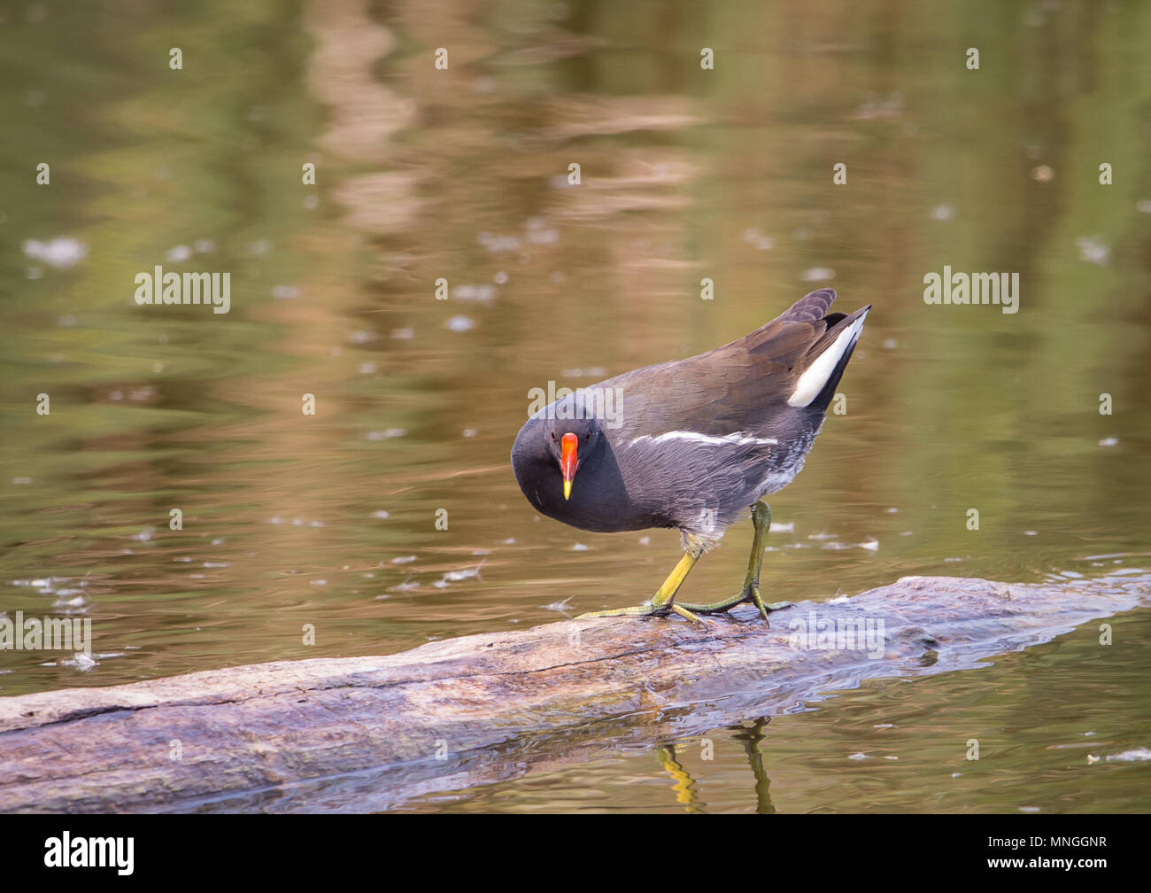 Common Moorhen ( Gallinula chloropus ) on the wood in the water Stock ...