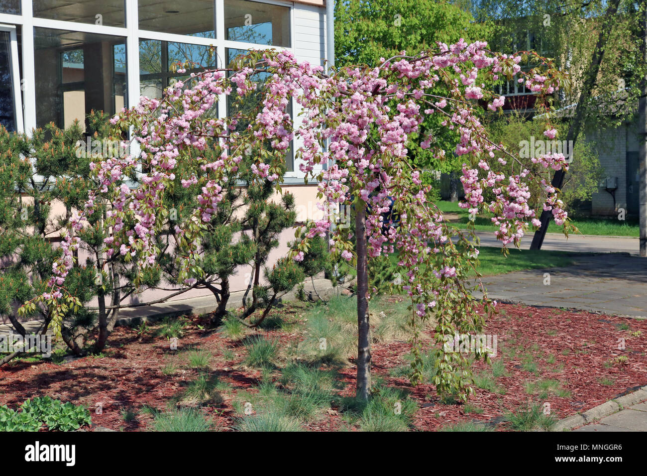 Prunus kiku shidare sakura hi-res stock photography and images - Alamy