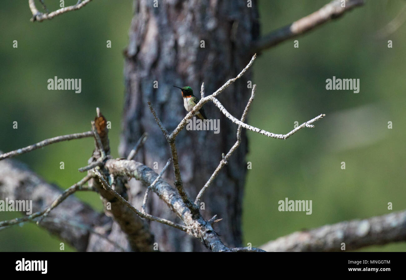 Hummingbird in a tree Stock Photo - Alamy