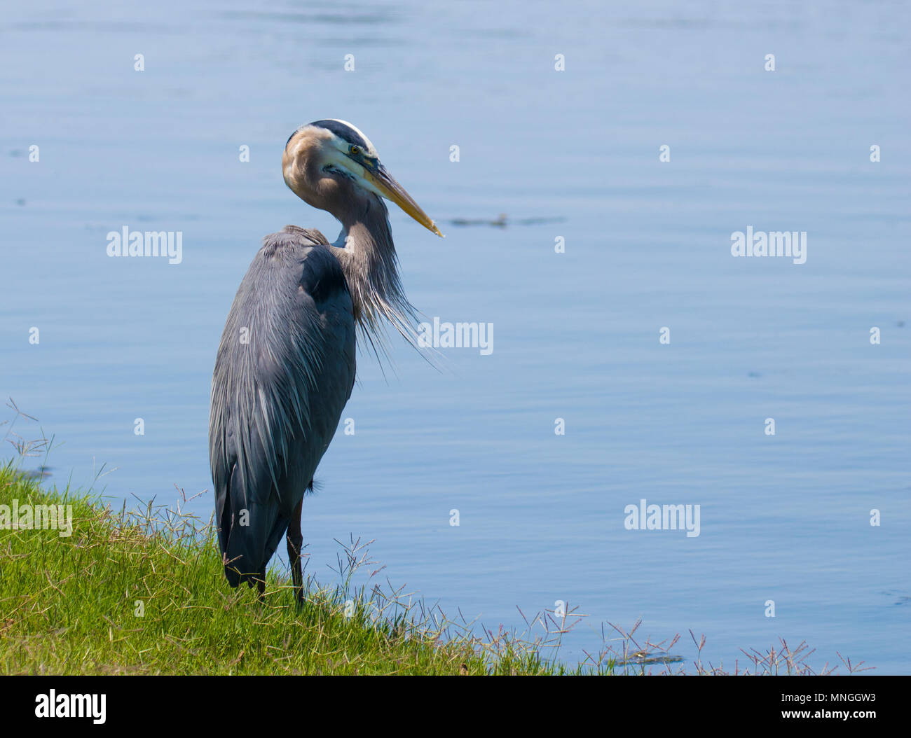 Great Blue Heron Stock Photo - Alamy