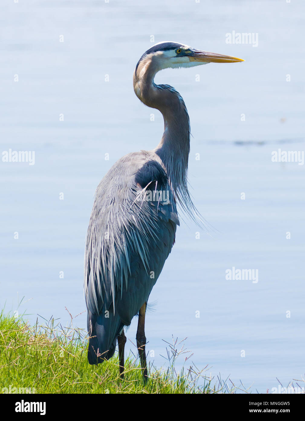 Great Blue Heron Stock Photo - Alamy