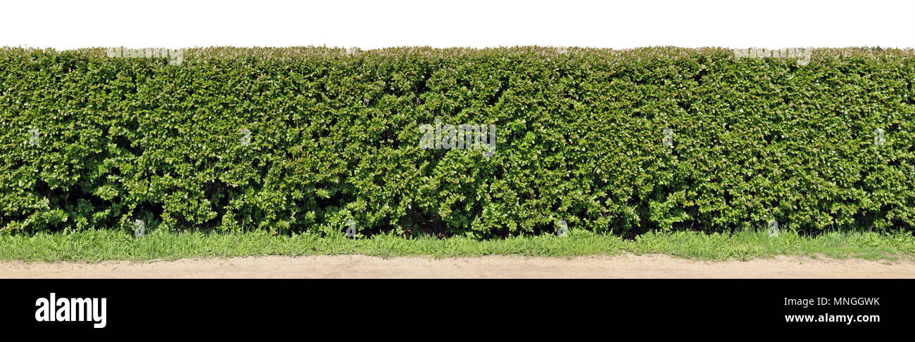 Asper grass hi-res stock photography and images - Alamy