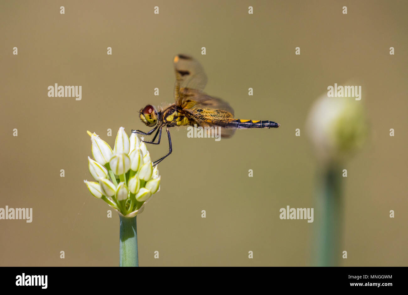 Brown dragon hi-res stock photography and images - Alamy