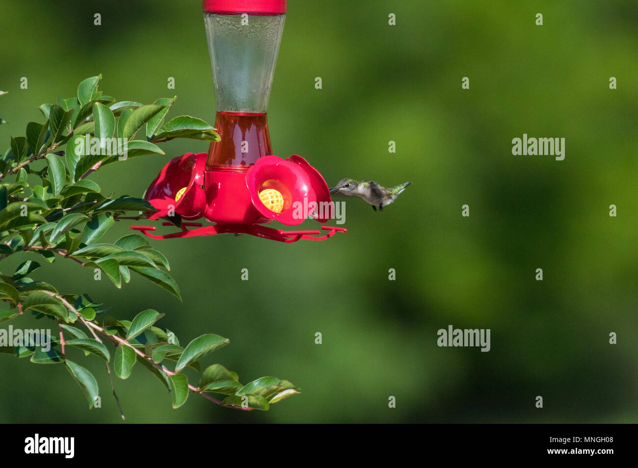 Hummingbird feeders hi-res stock photography and images - Alamy