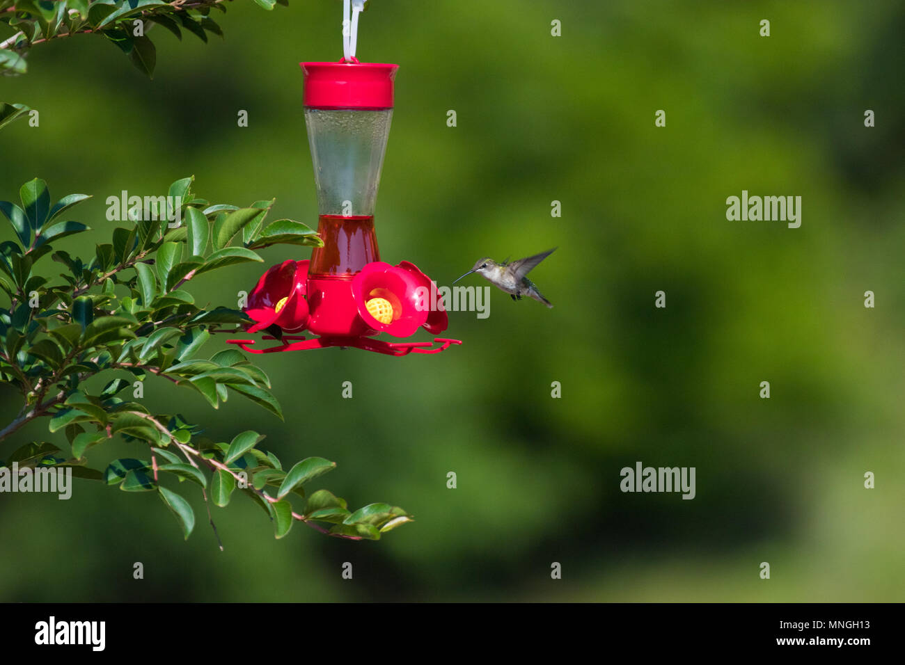 Hummingbirds at a feeder Stock Photo - Alamy