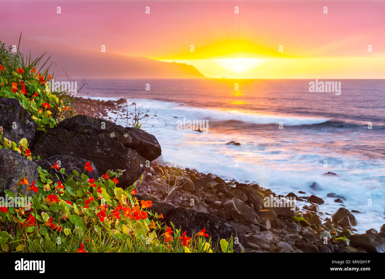 Pink sunset with flowers and the ocean on the north coast of Madeira ...