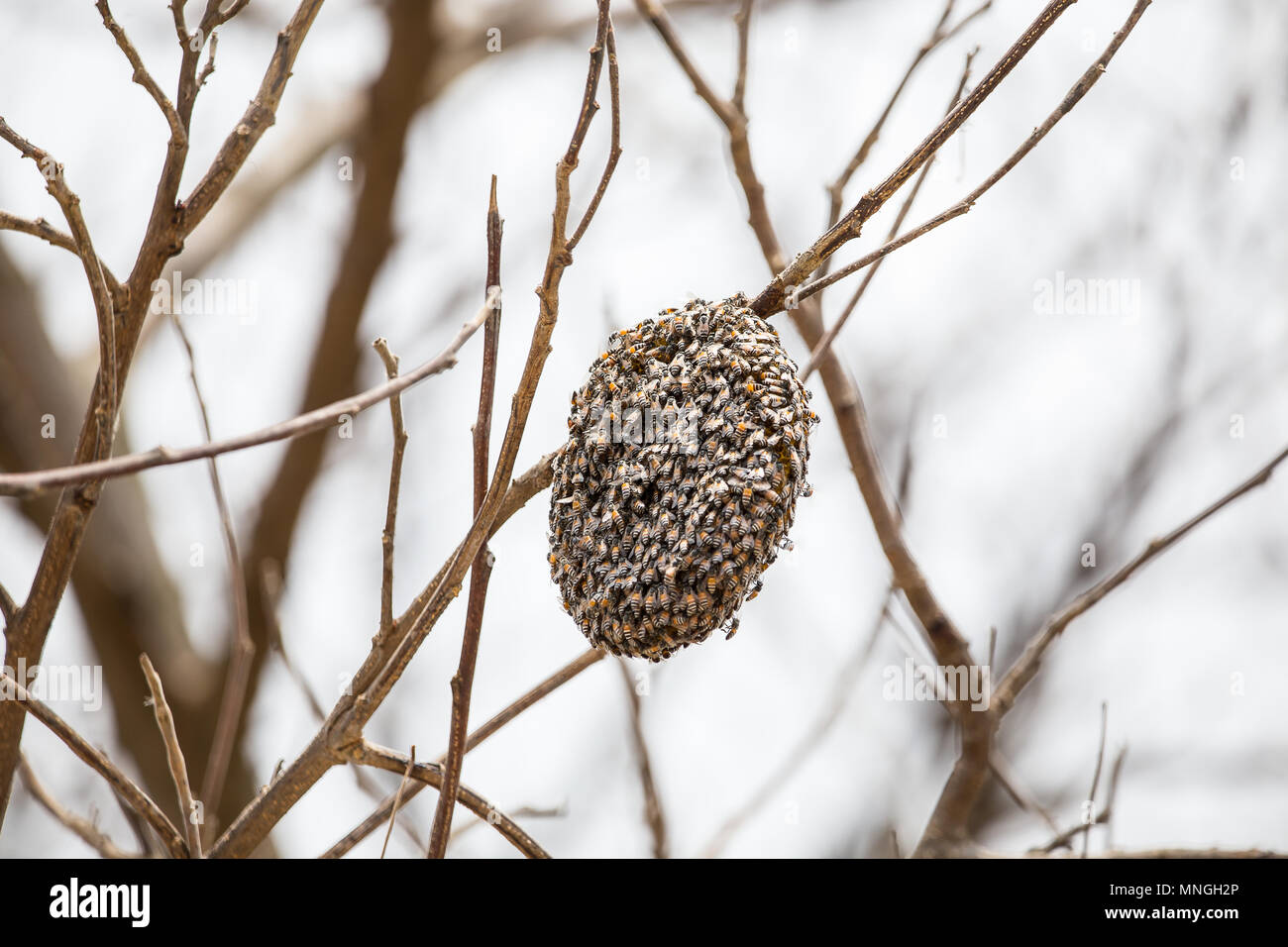 African bee hive hi-res stock photography and images - Alamy