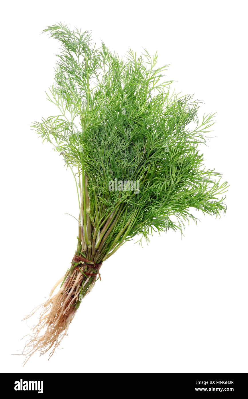 A bunch of simple fresh green dill garden plant with roots was bought ...