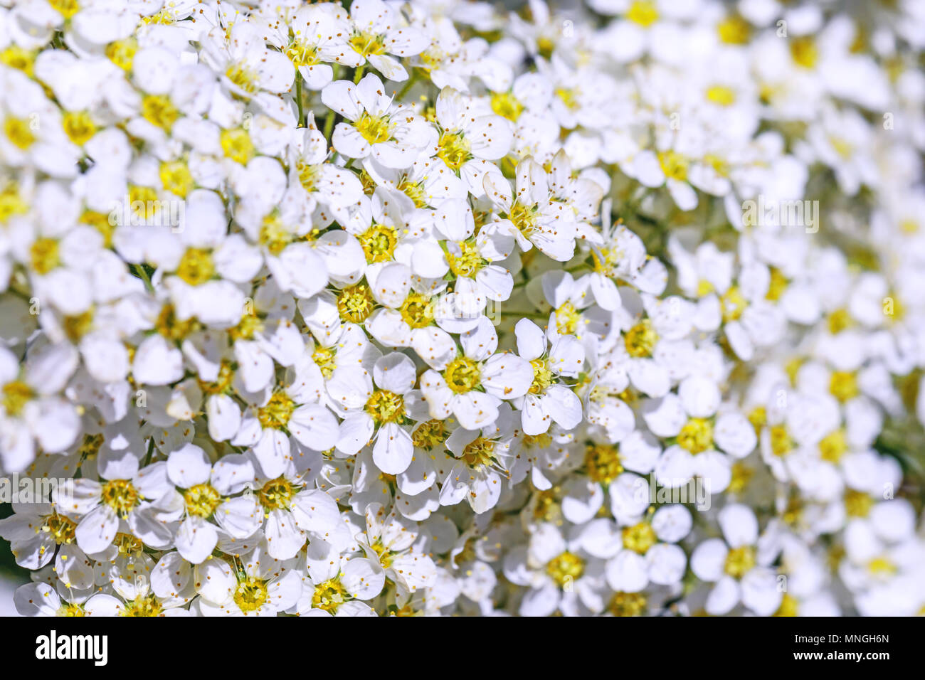 Blooms of the spiraea shrub spiraea in macro key picture. Beautiful ...