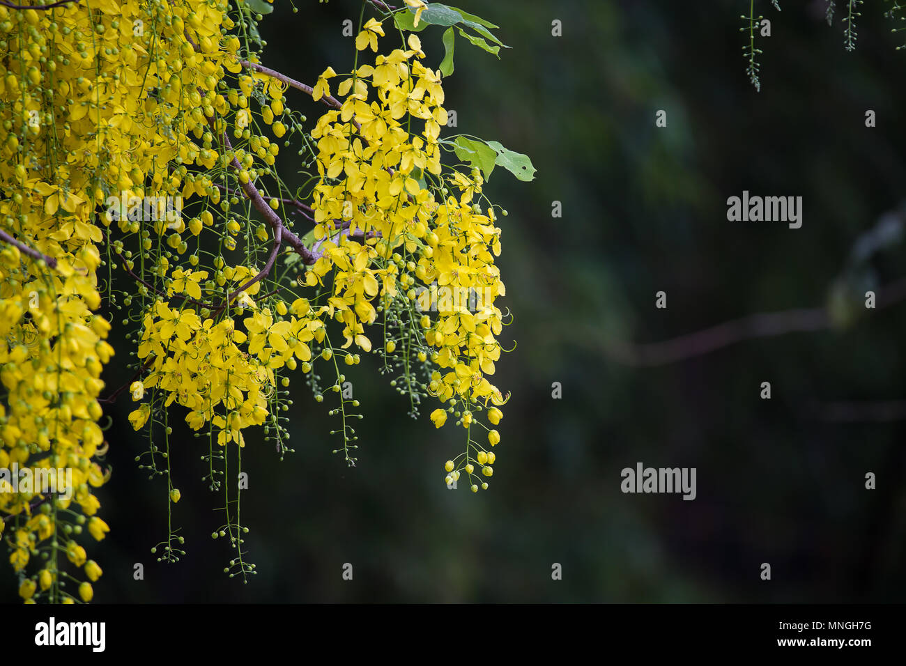 Indian Laburnum (Cassia fistula) of Thailand Stock Photo - Alamy