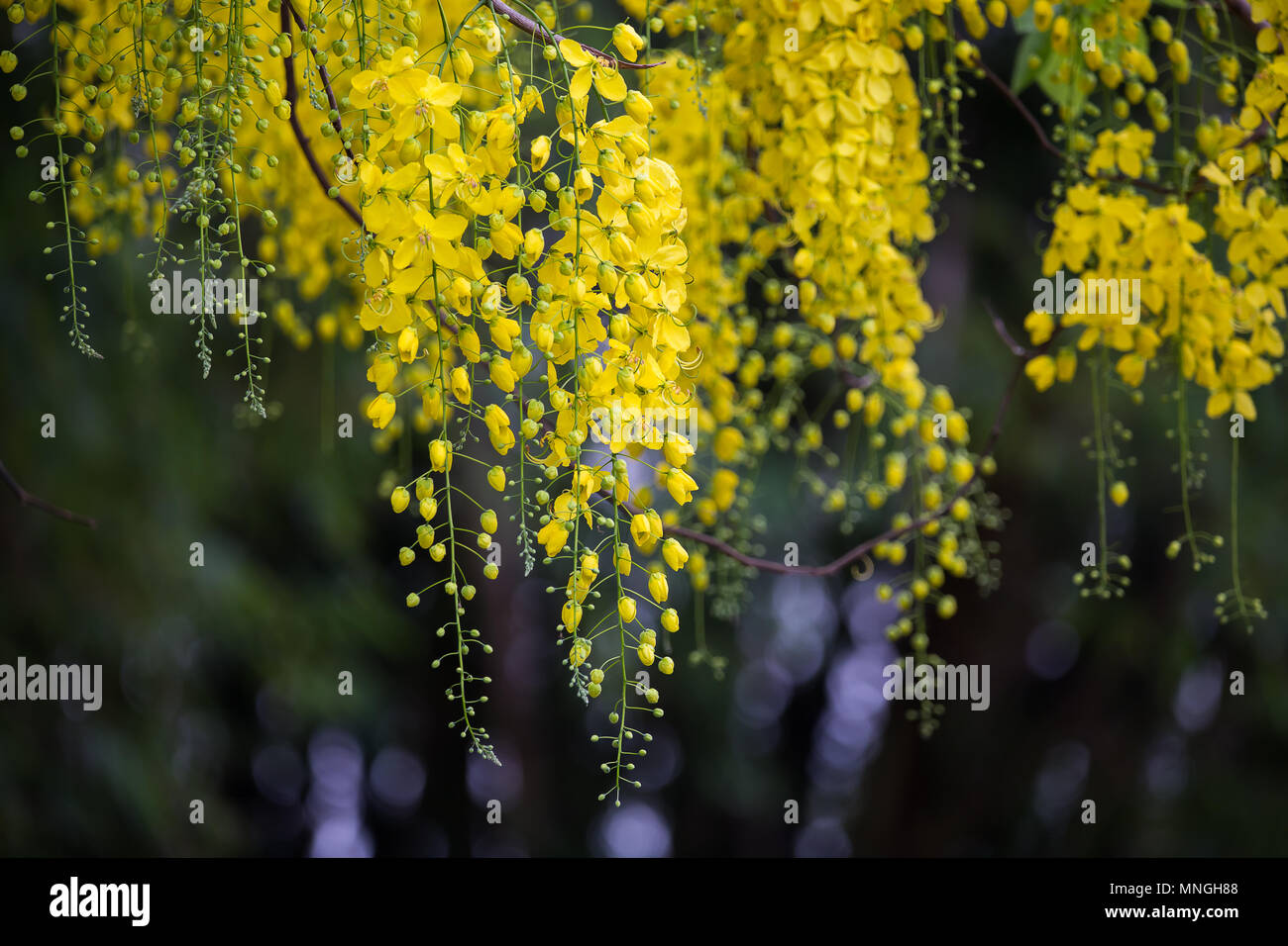 Indian Laburnum (Cassia fistula) of Thailand Stock Photo - Alamy