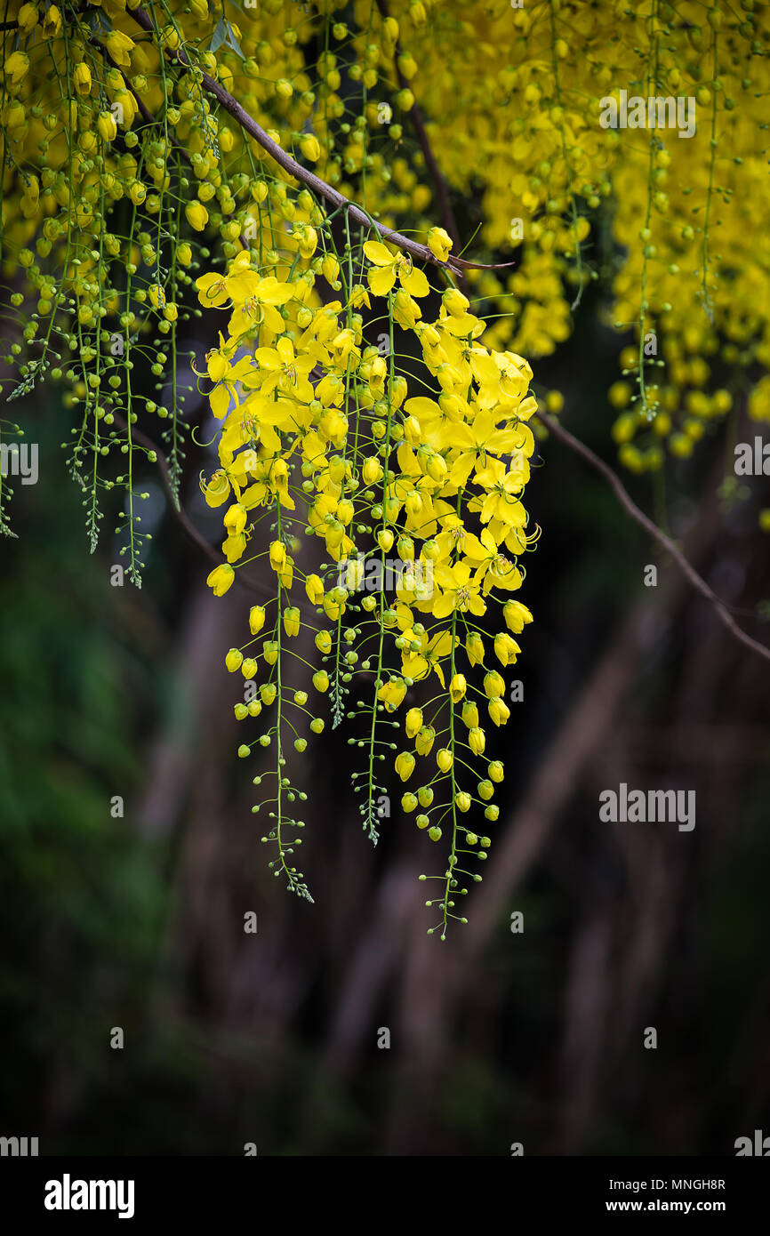 Indian Laburnum (Cassia fistula) of Thailand Stock Photo - Alamy