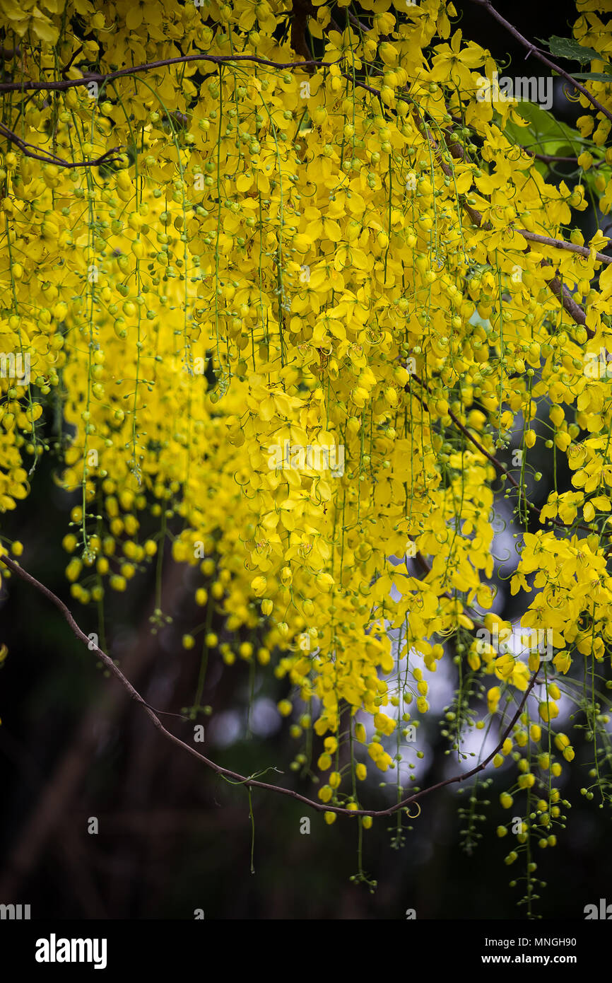 Indian Laburnum (Cassia fistula) of Thailand Stock Photo - Alamy