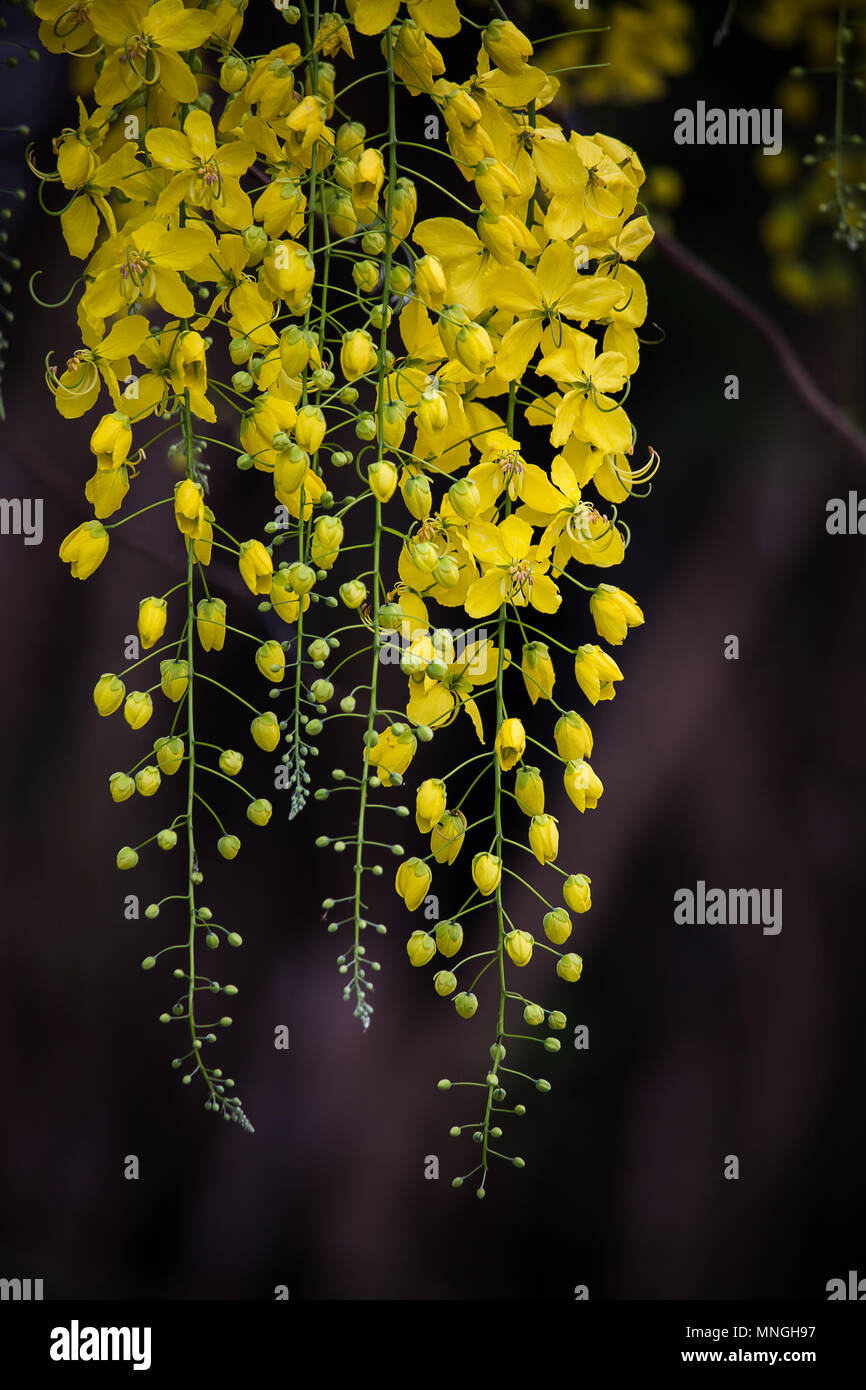 Indian laburnum hi-res stock photography and images - Alamy