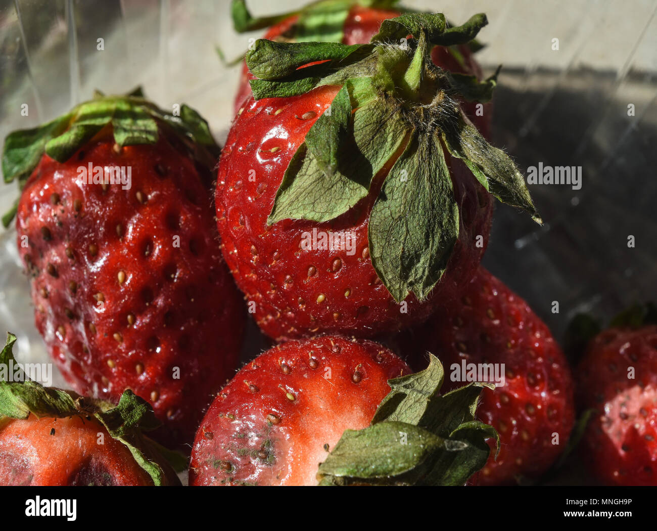 A tray of strawberries in poor condition.Photo:Eduardo manzana Stock ...