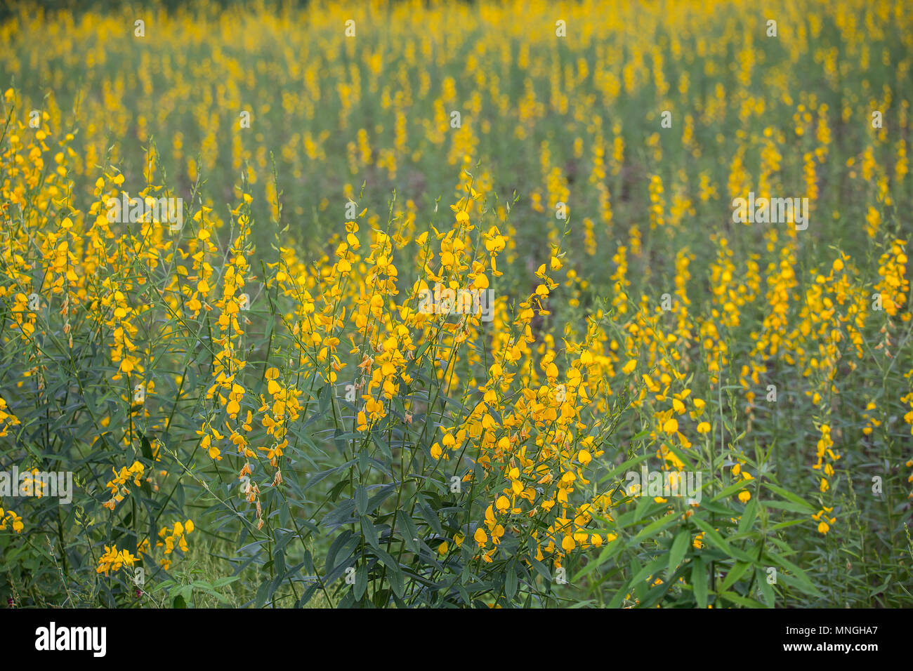 Pummelo Field of Flowers in Thailand Stock Photo - Alamy