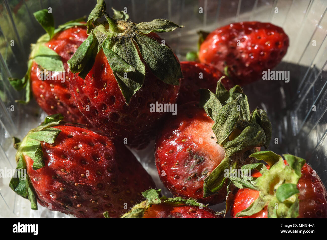 A tray of strawberries in poor condition.Photo:Eduardo manzana Stock ...