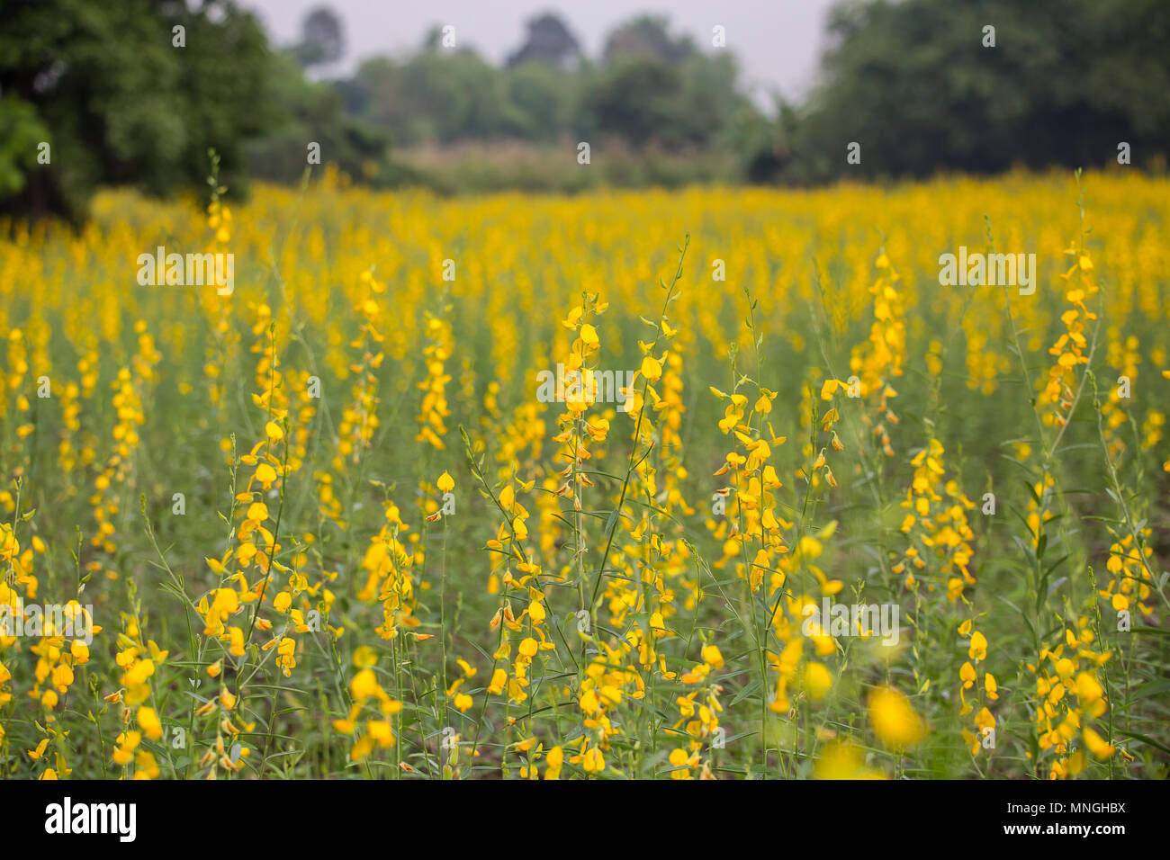 Pummelo Field of Flowers in Thailand Stock Photo - Alamy