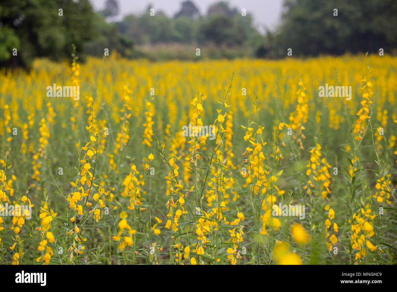 Pummelo Field of Flowers in Thailand Stock Photo - Alamy