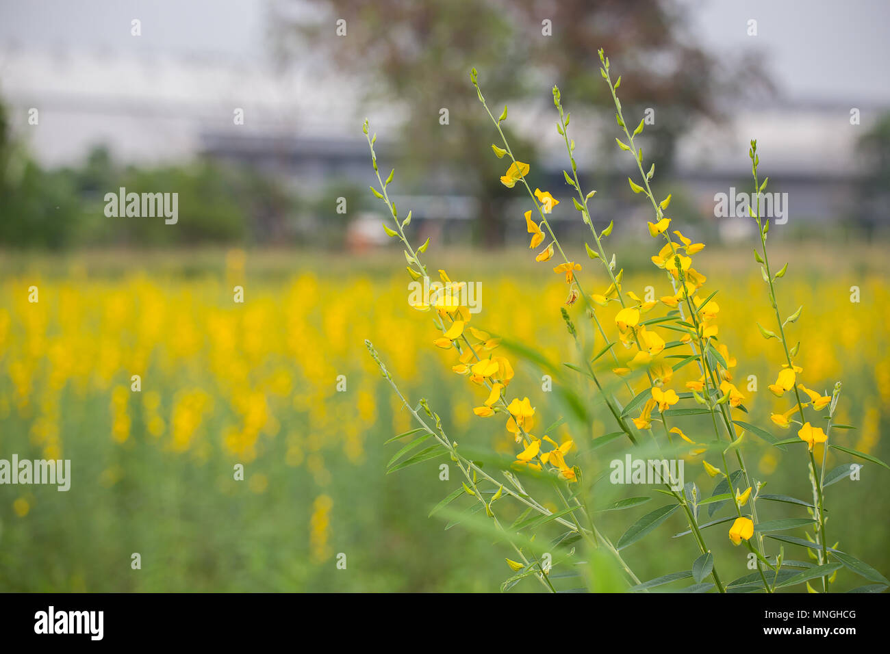 Pummelo Field of Flowers in Thailand Stock Photo - Alamy