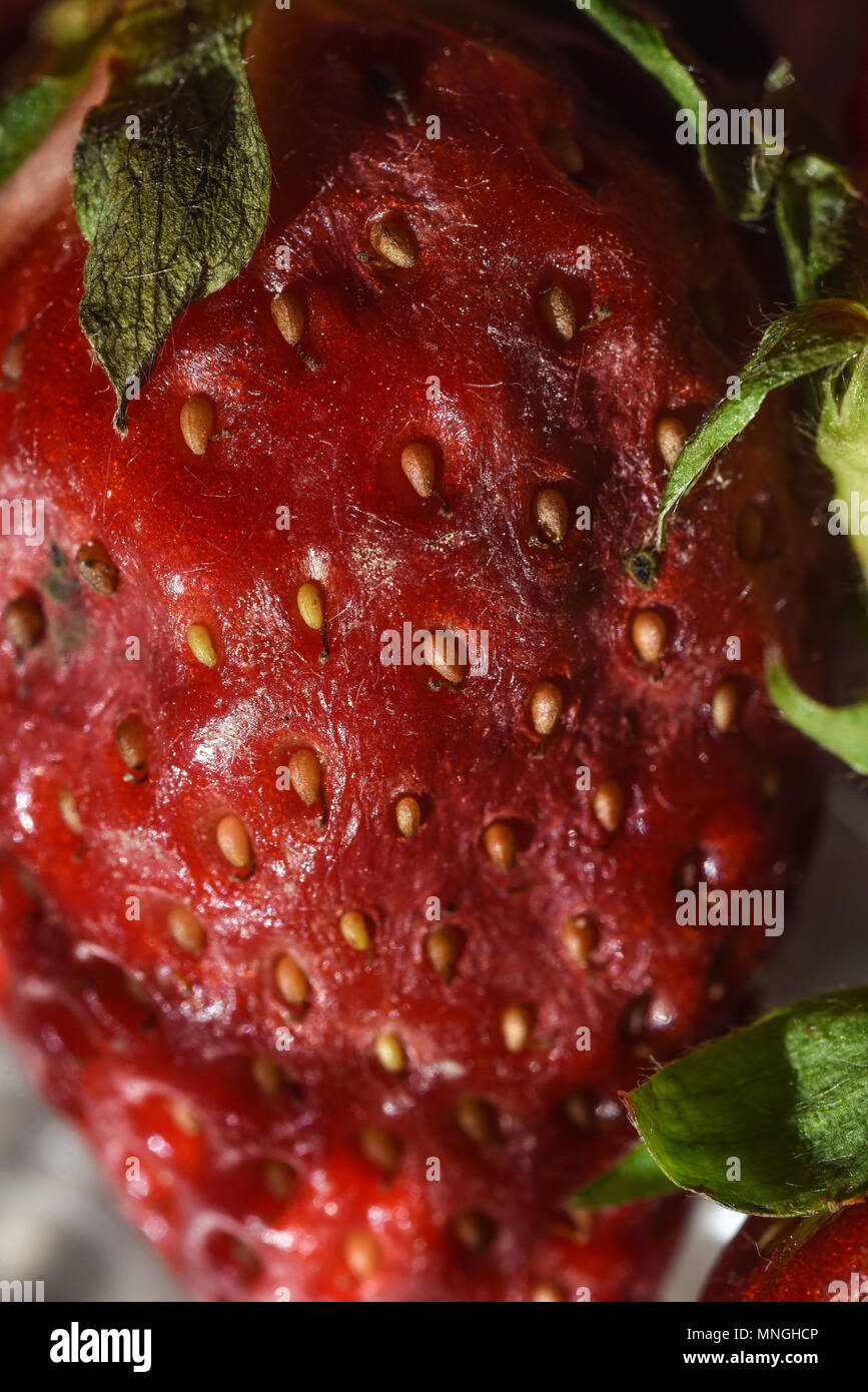 Decaying strawberry hi-res stock photography and images - Alamy