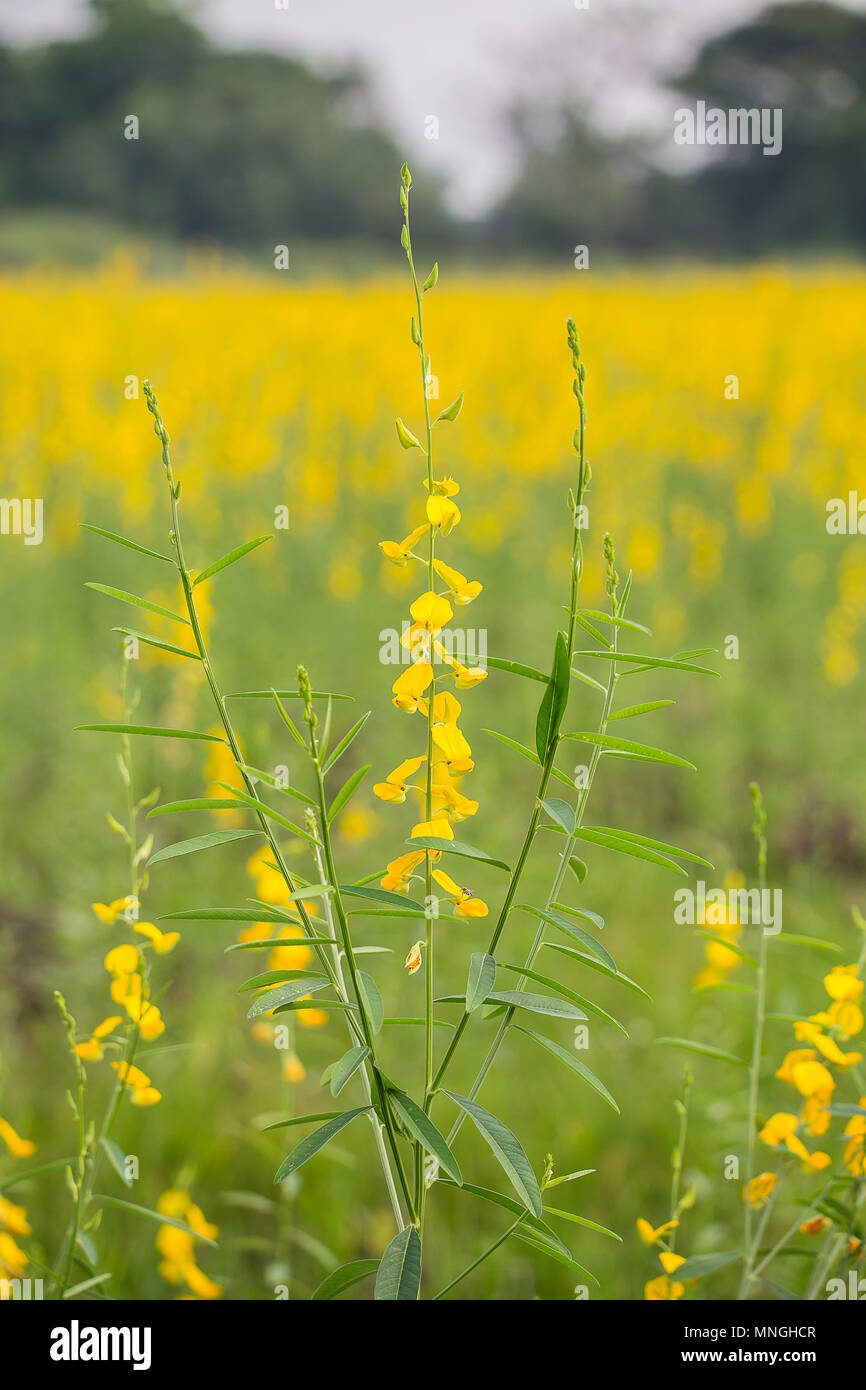 Pummelo Field of Flowers in Thailand Stock Photo - Alamy