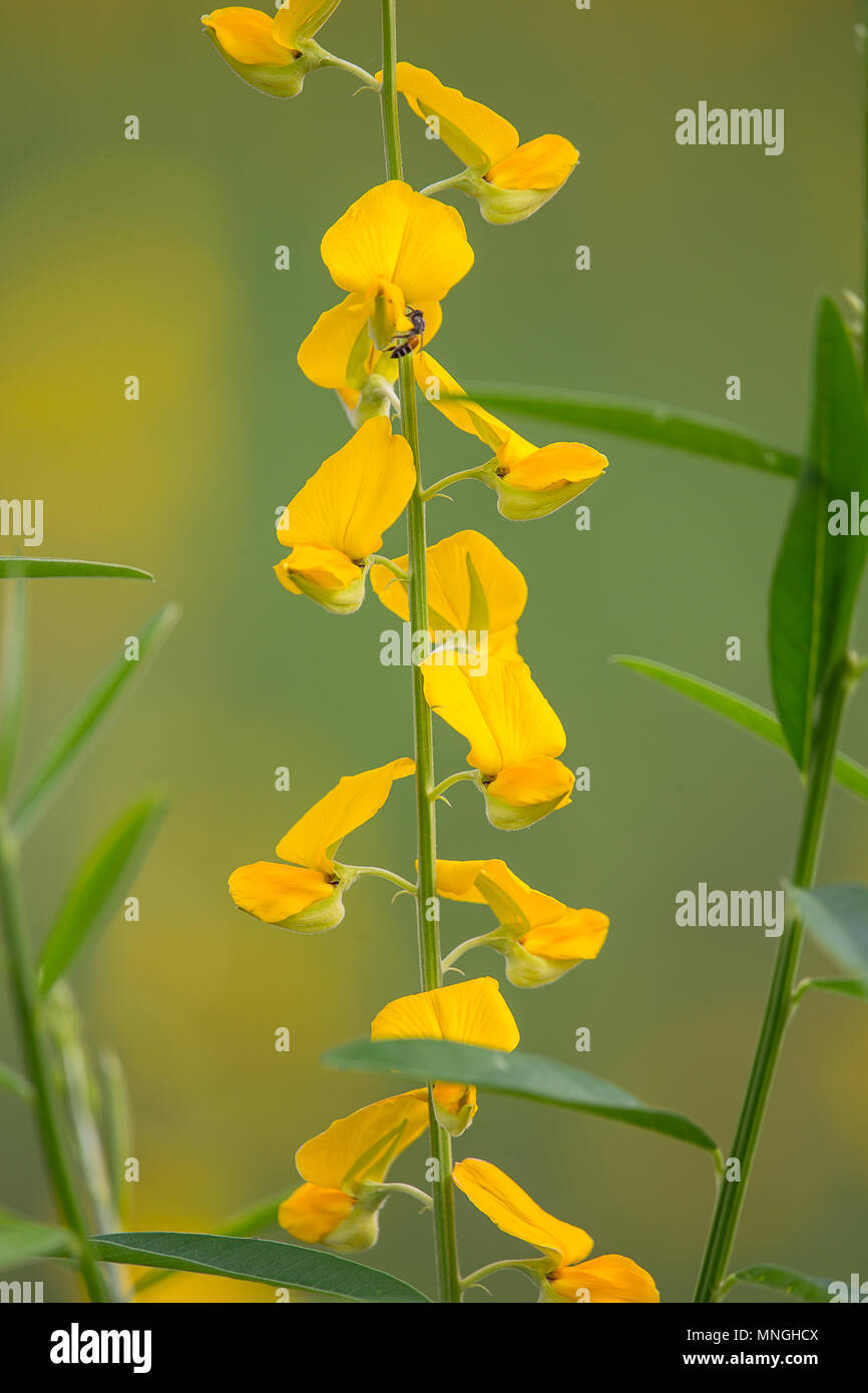 Pummelo Field of Flowers in Thailand Stock Photo - Alamy