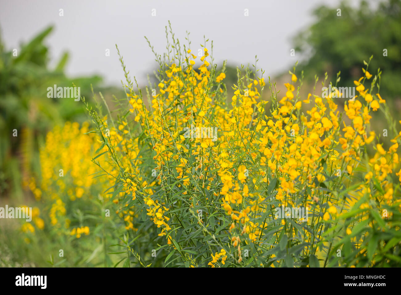 Pummelo Field of Flowers in Thailand Stock Photo - Alamy