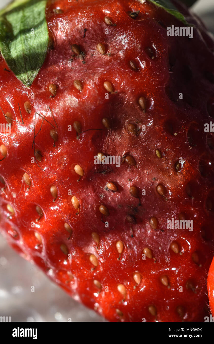 A tray of strawberries in poor condition.Photo:Eduardo manzana Stock ...