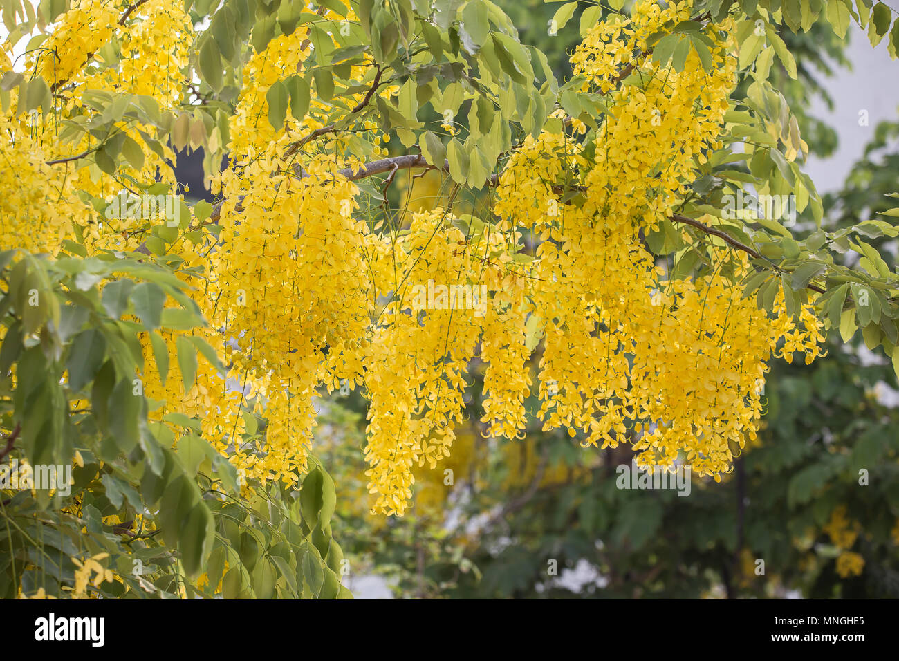 Indian Laburnum (Cassia fistula) of Thailand Stock Photo - Alamy