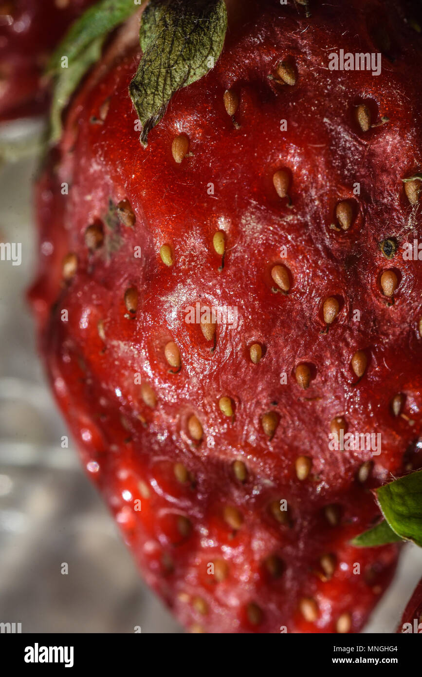 A tray of strawberries in poor condition.Photo:Eduardo manzana Stock ...