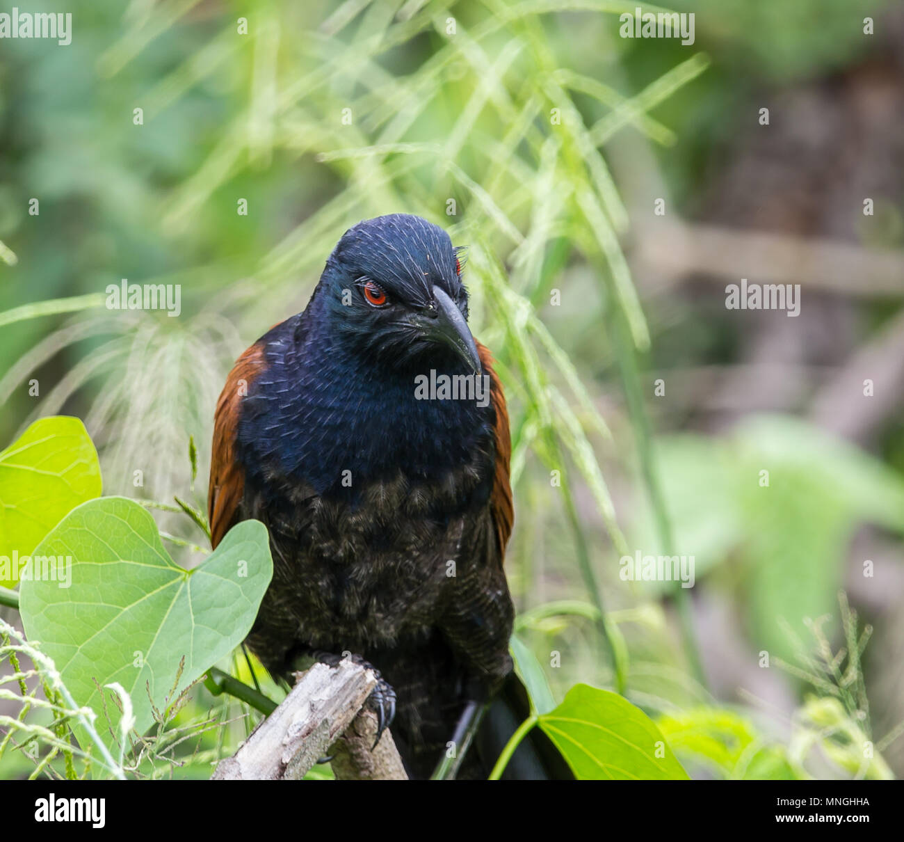 Pheasants of thailand hi-res stock photography and images - Alamy