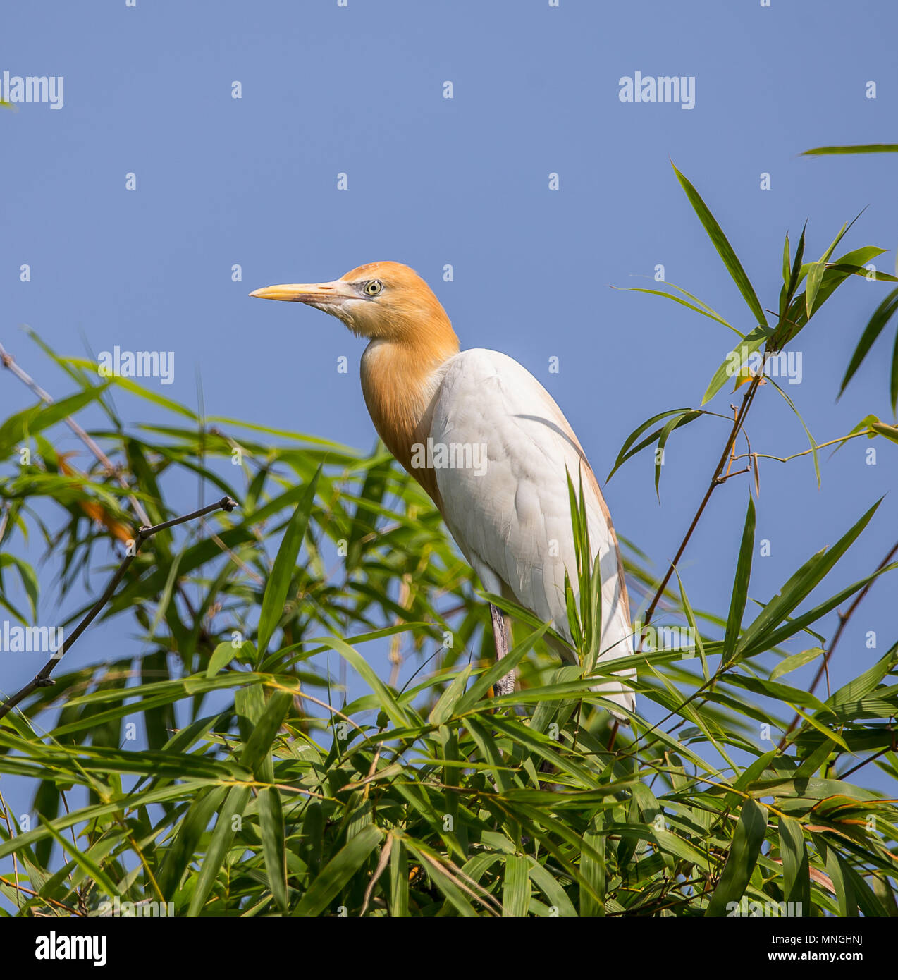 Eastern Cattle Egret ( Bubulcus coromandus ) on bamboo of Thailand ...