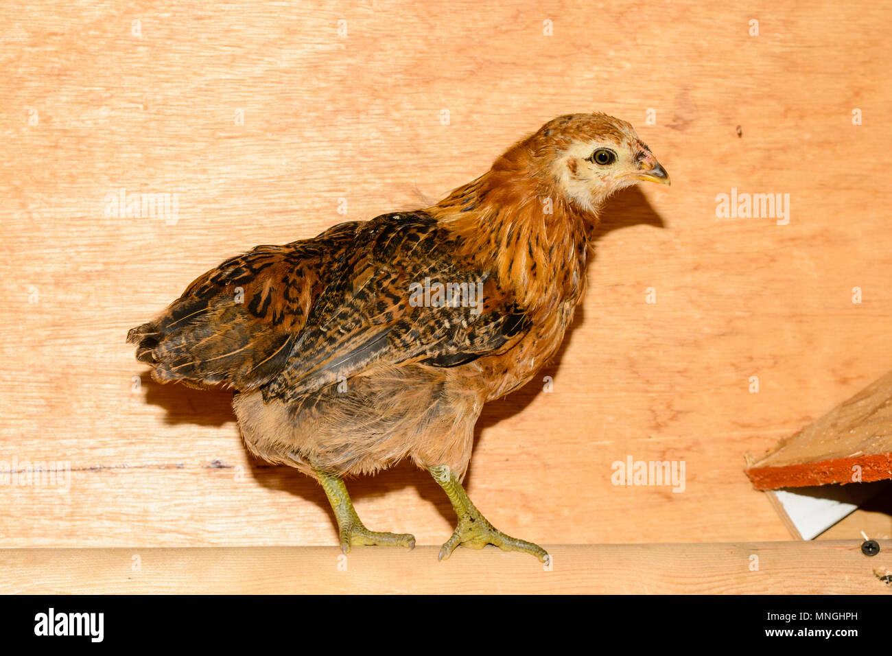 Hen with golden egg hi-res stock photography and images - Alamy