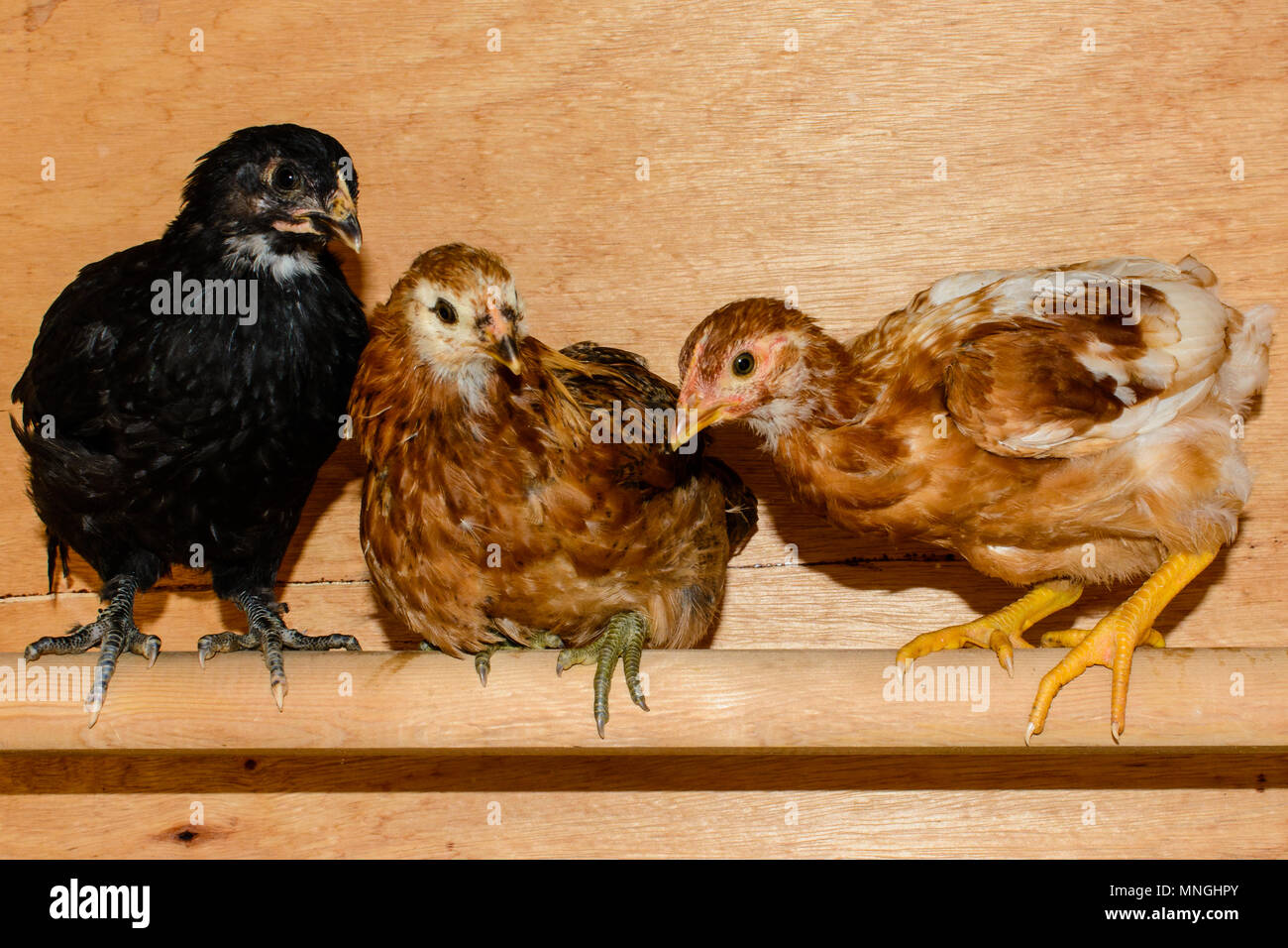 Broiler chicks hi-res stock photography and images - Alamy