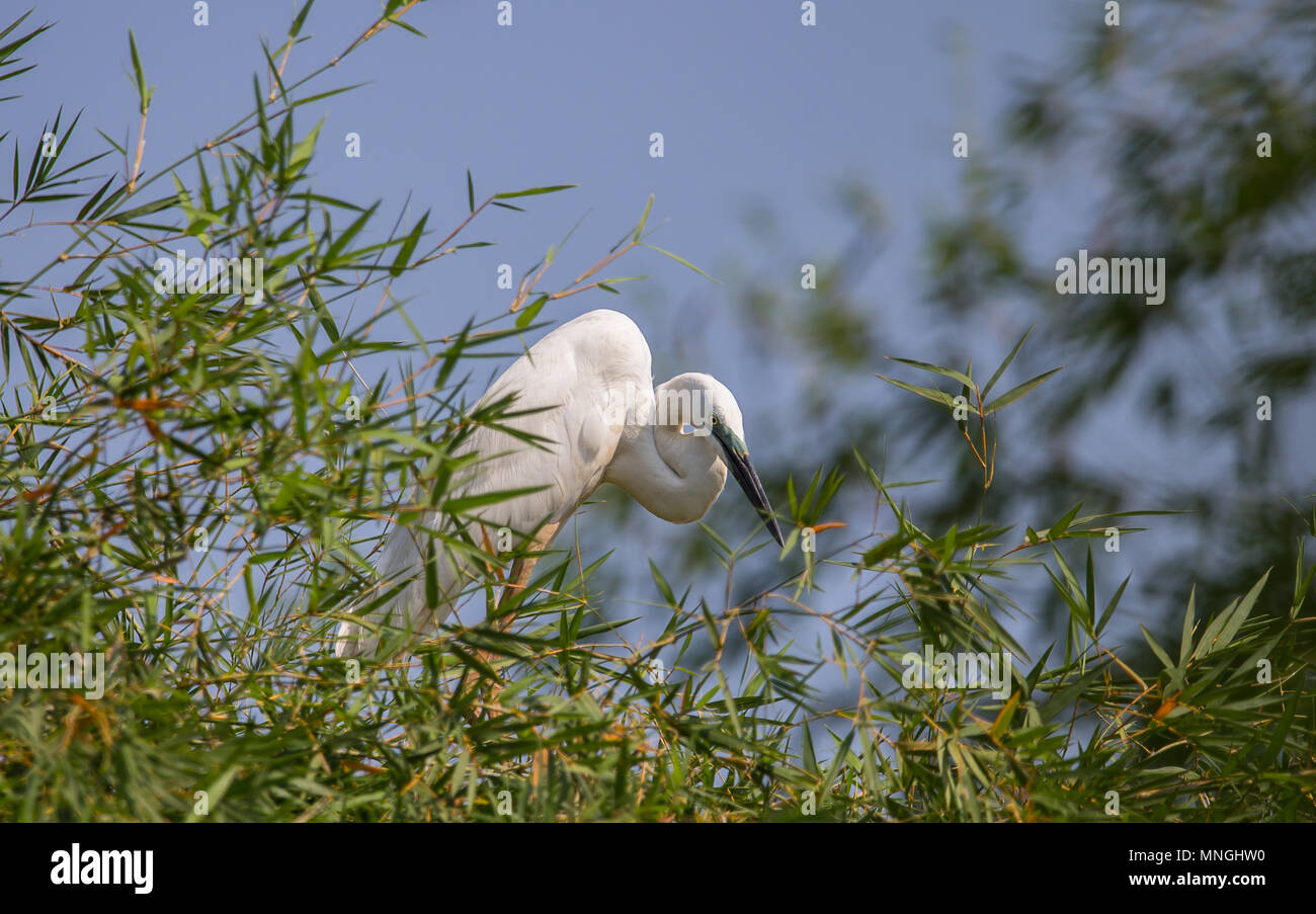 Great Egret ( Ardea alba ) bird of Thailand Stock Photo - Alamy