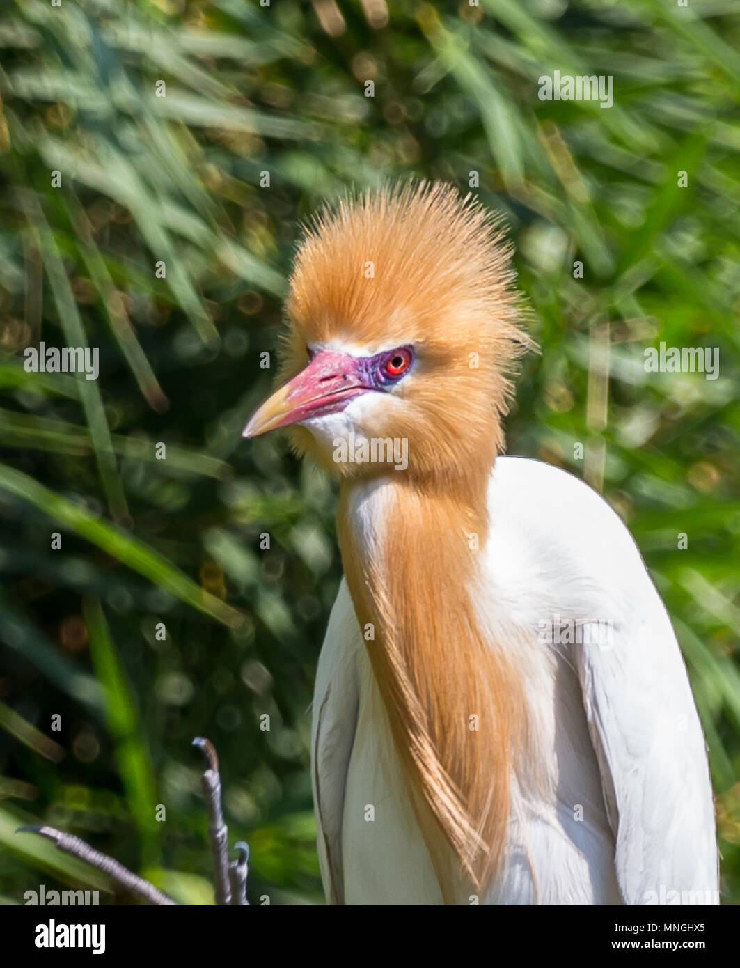 Eastern Cattle Egret ( Bubulcus coromandus ) on bamboo of Thailand ...