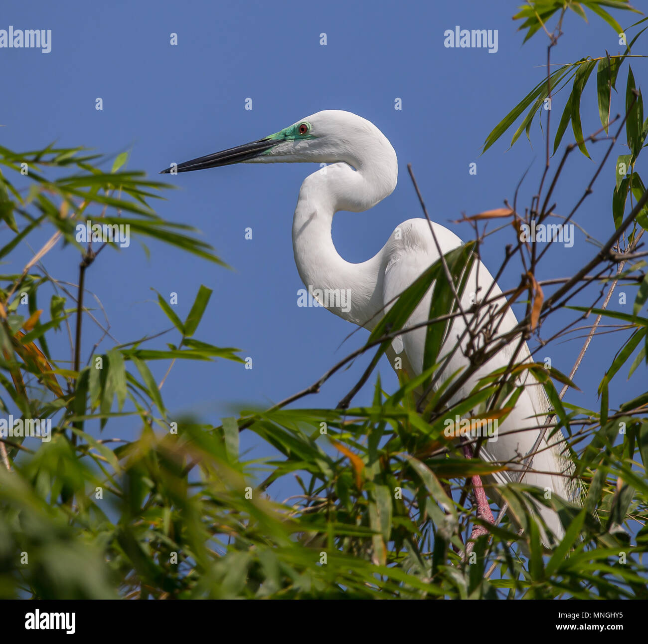 Great Egret ( Ardea alba ) bird of Thailand Stock Photo - Alamy