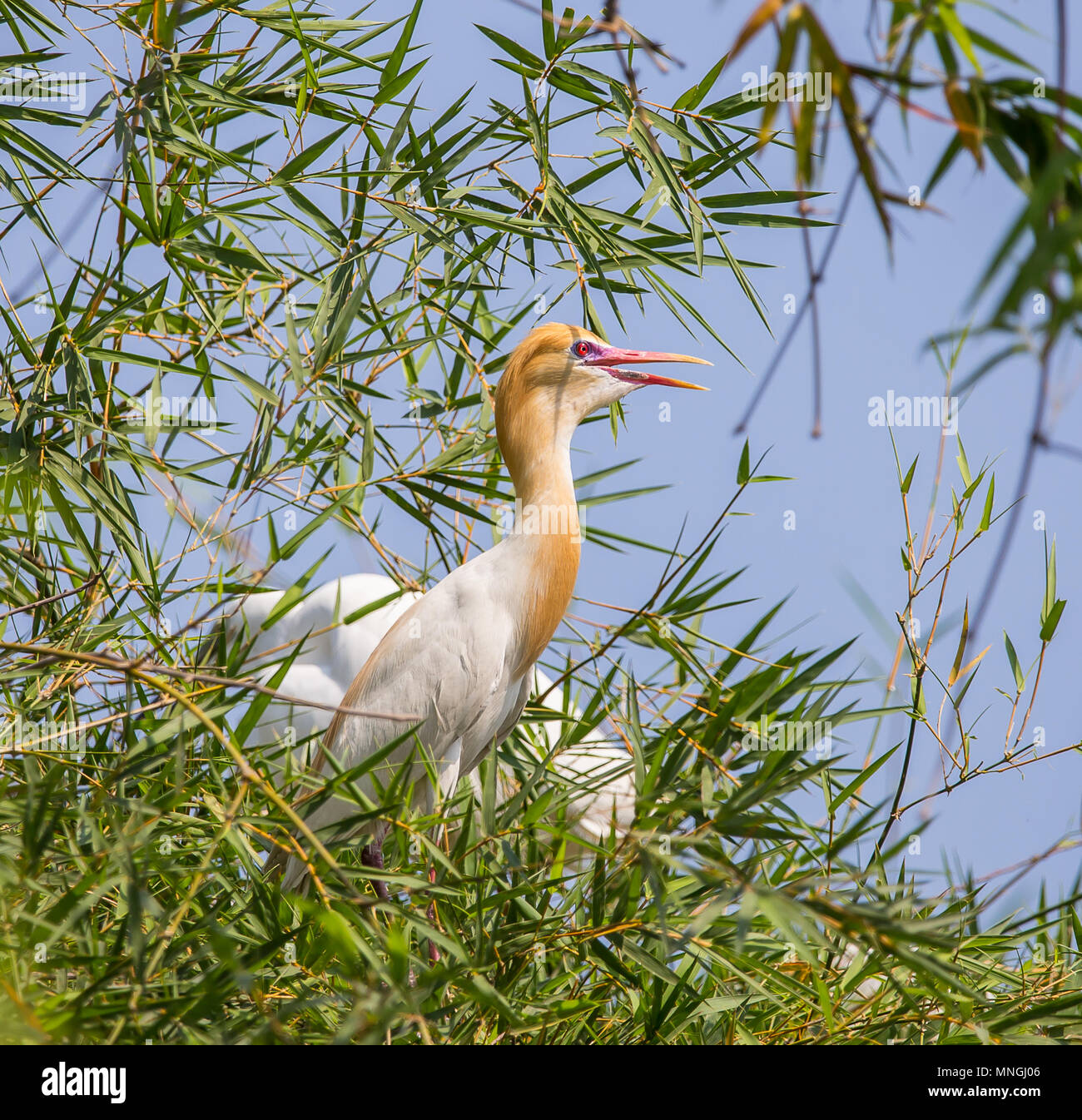 Eastern Cattle Egret ( Bubulcus coromandus ) on bamboo of Thailand ...