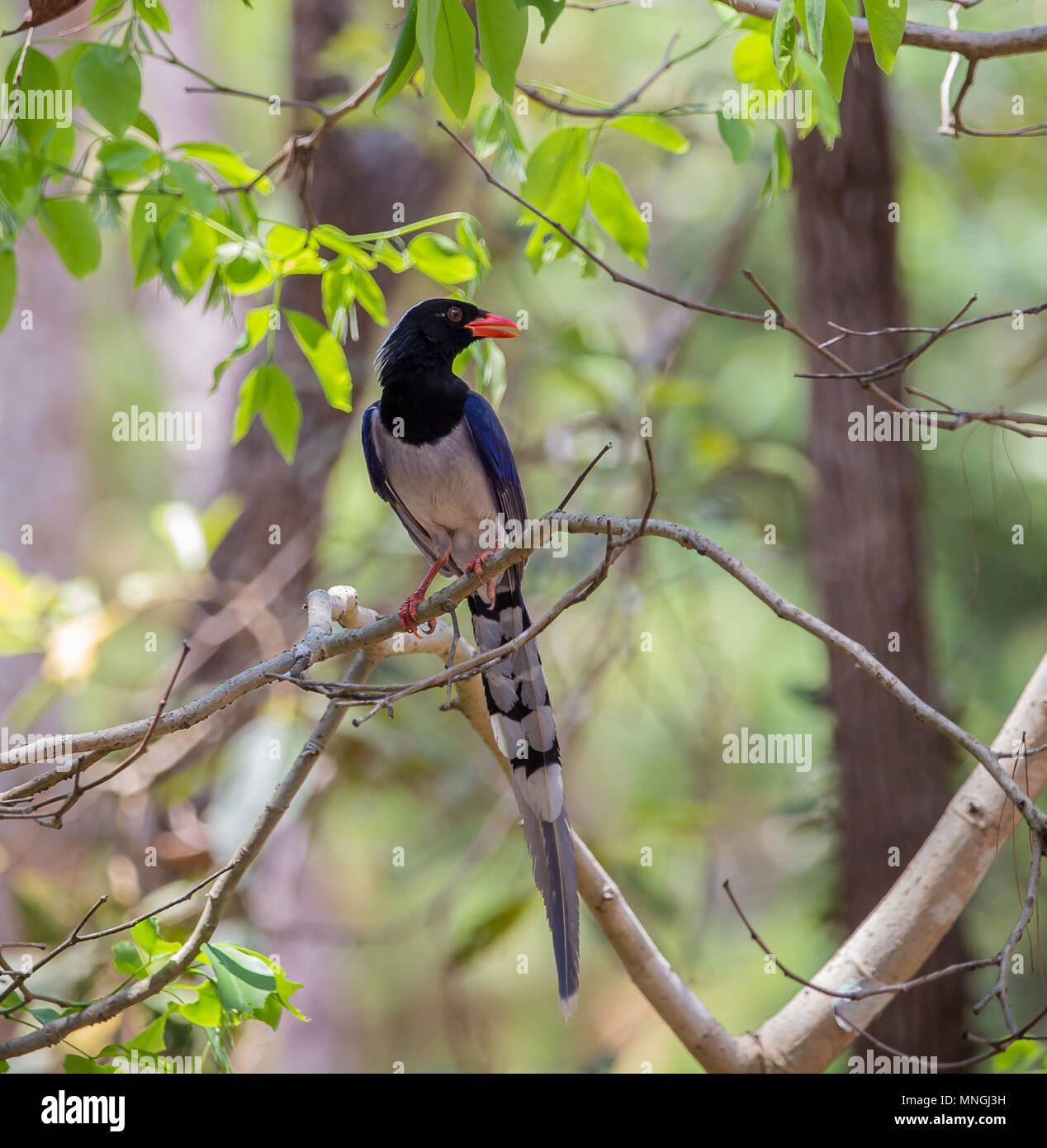 Red-billed blue magpie (Urocissa erythrorhyncha) at Phukhieo wildlife ...