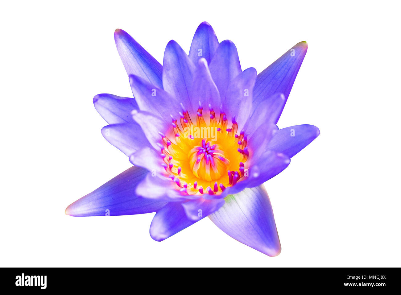 Lotus flower to creative pattern and texture design with background.Top ...