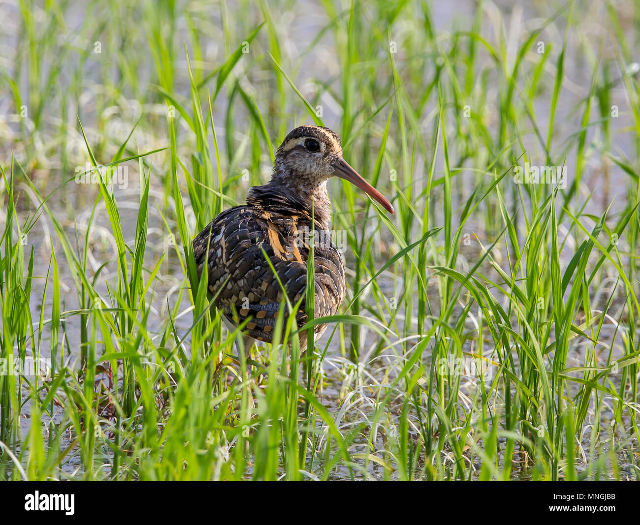 Greater Painted-snipe. ( Rostratula benghalensis ) in the fields of ...