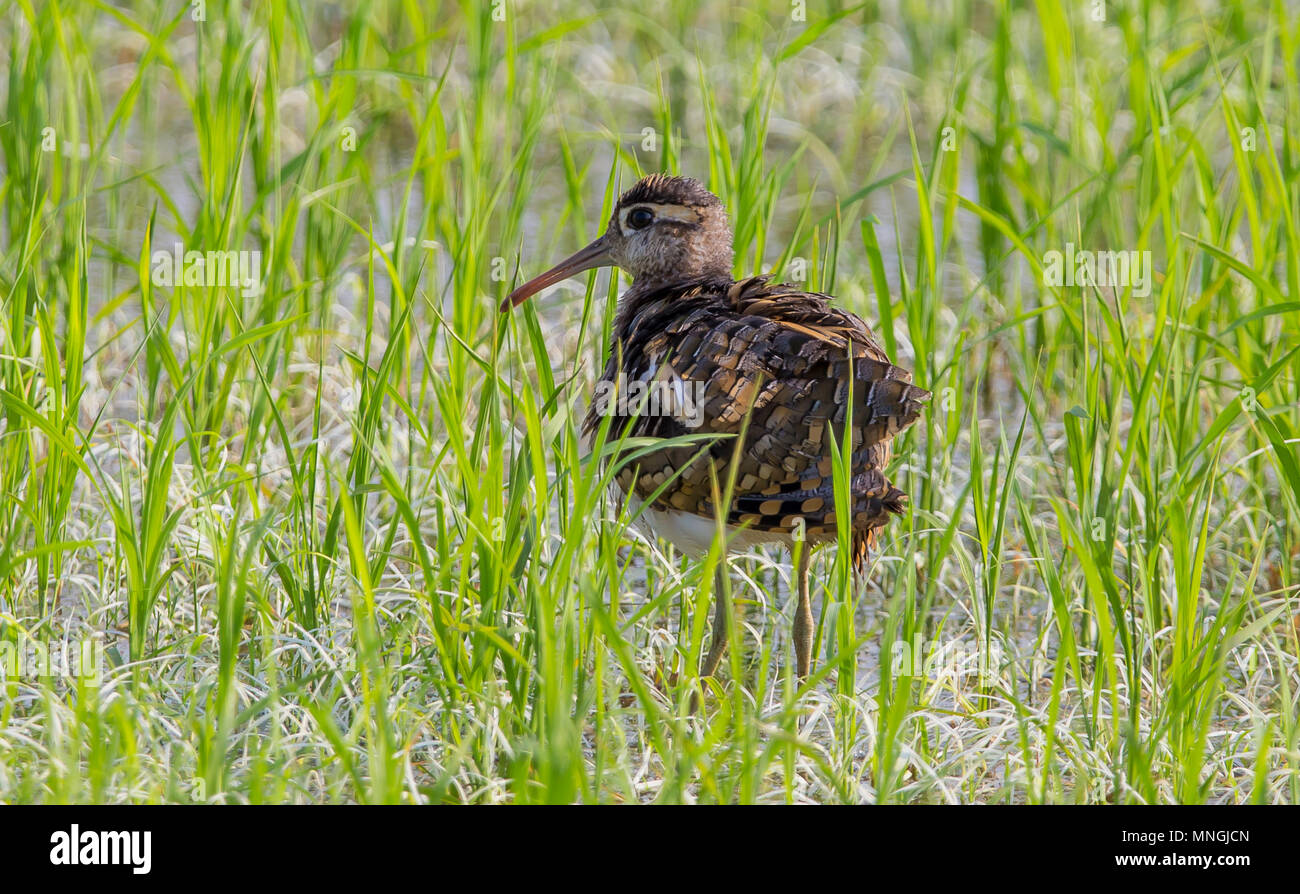 Male greater painted snipe hi-res stock photography and images - Alamy
